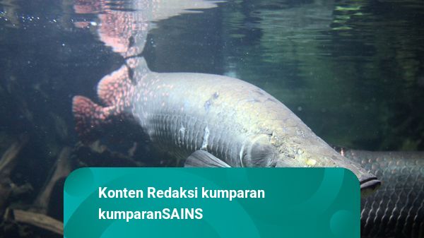 Mengenal Ikan Predator Arapaima yang Dilepas di Sungai Brantas ... Mengenal Ikan Predator Arapaima yang Dilepas di Sungai Brantas ...